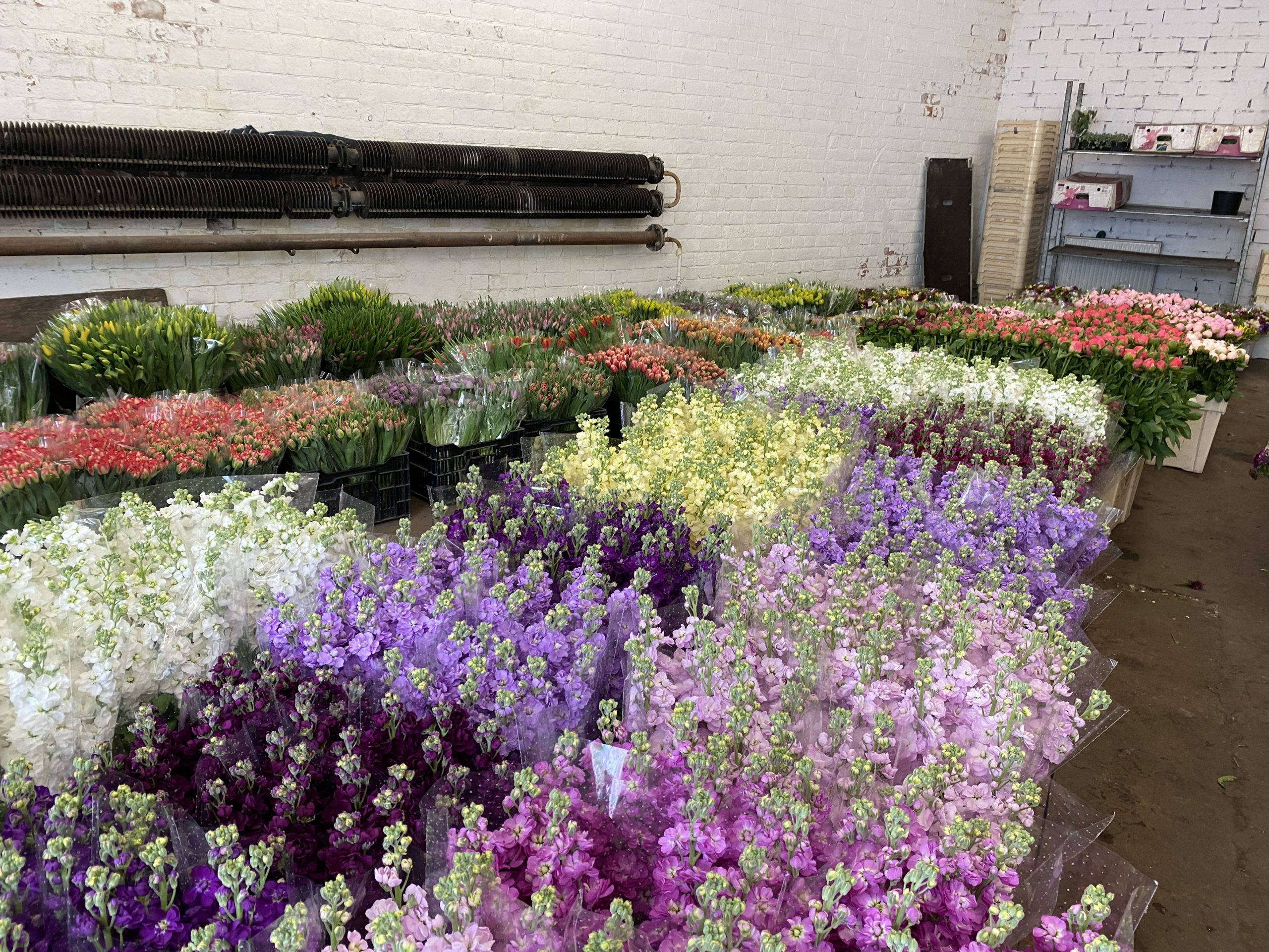 Ziedu Vairumtirdzniecība - Ziedi no Polijas