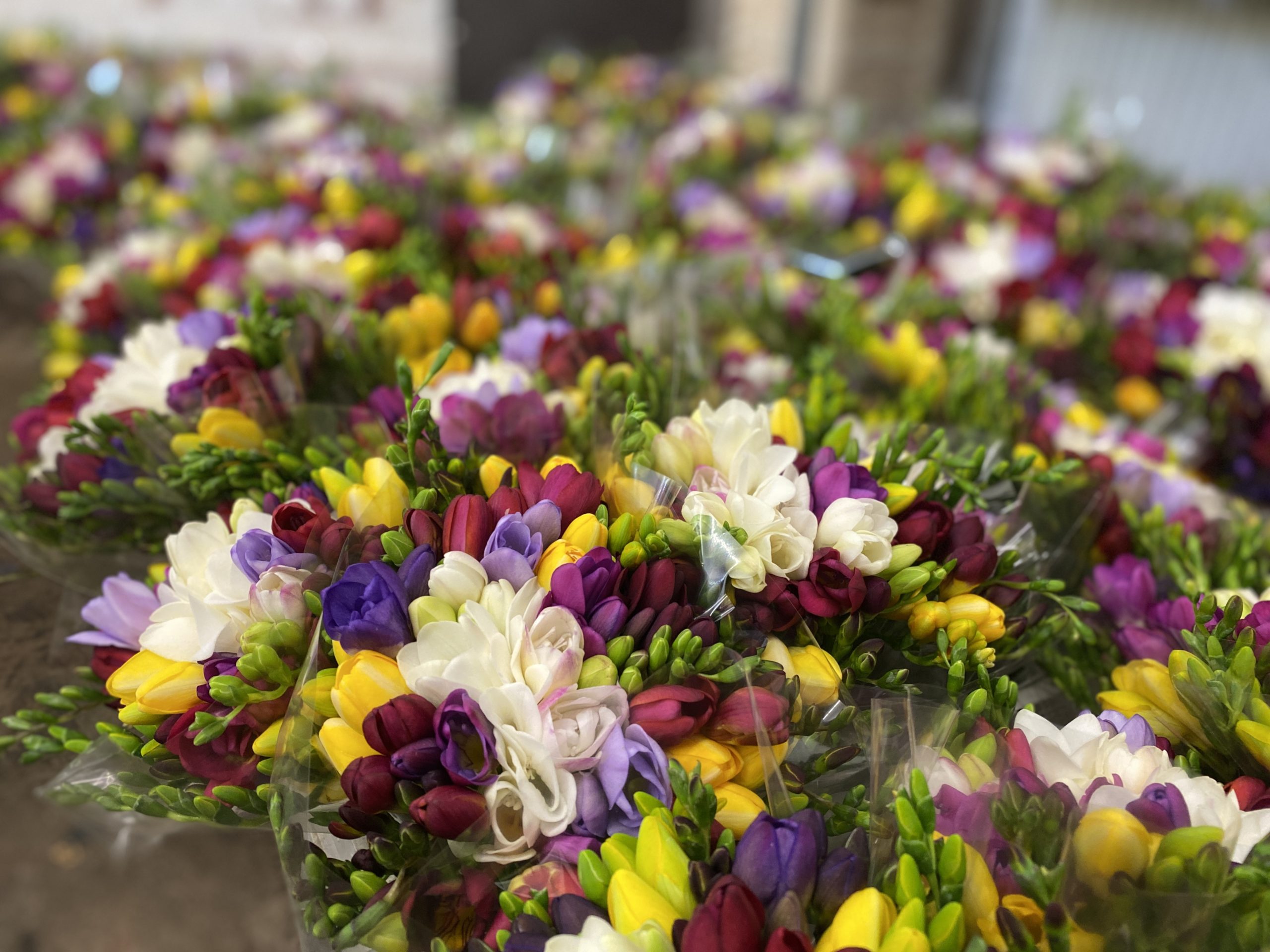 Ziedu Vairumtirdzniecība - Ziedi no Polijas